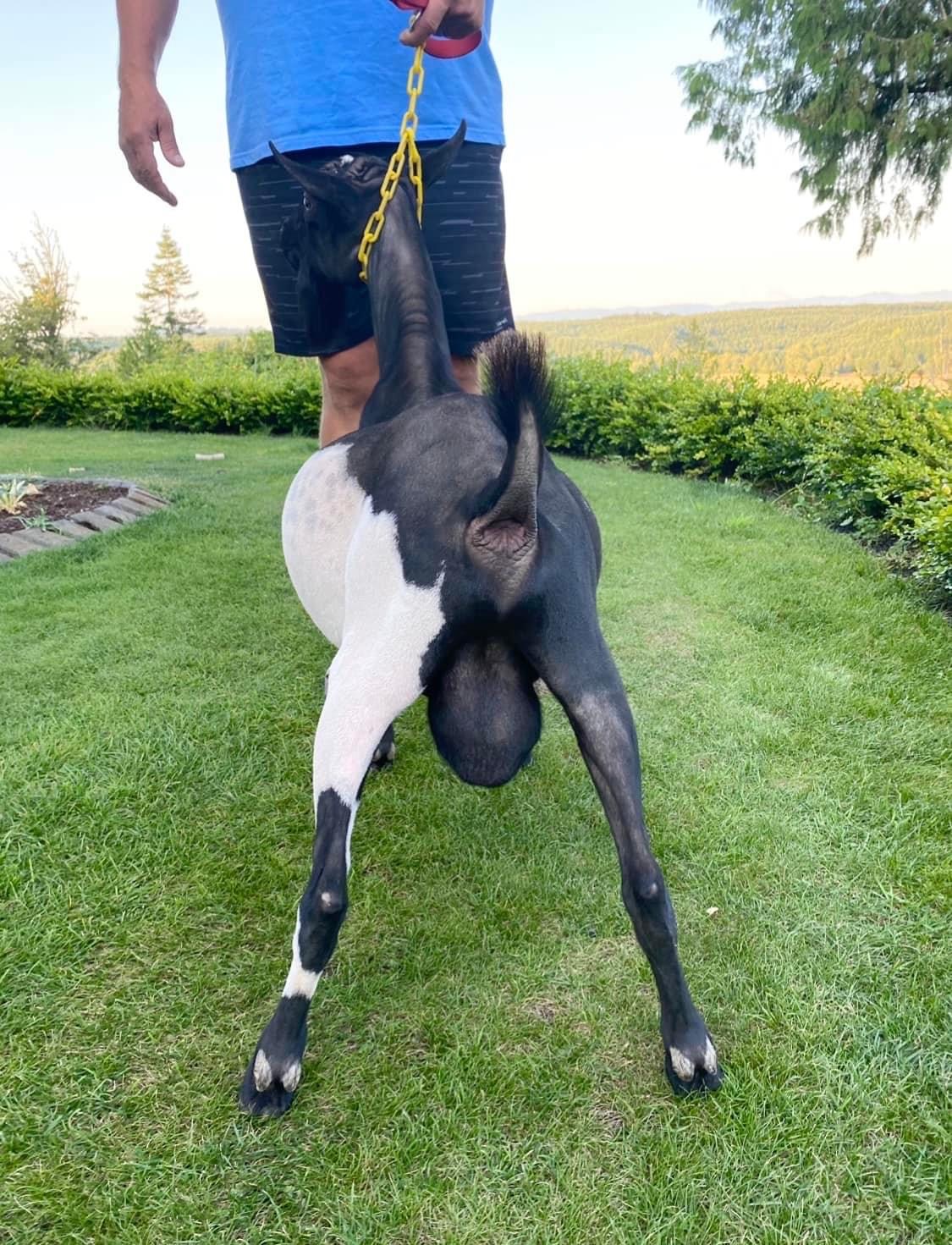 Old Mountain Farm Killer Whale – Howling Goat Farms