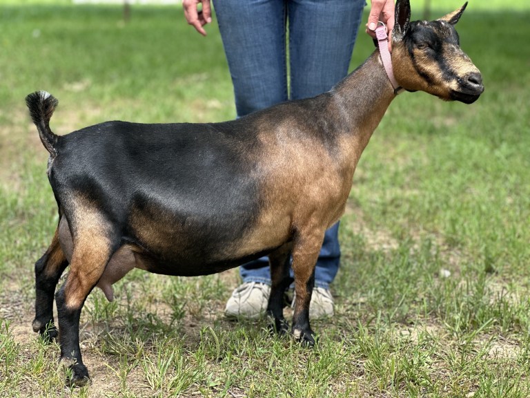 Senior Does – Howling Goat Farms