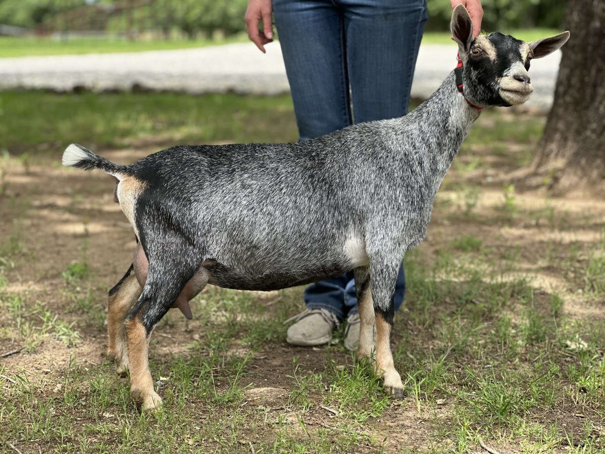 Wolf Farms Pixie – Howling Goat Farms