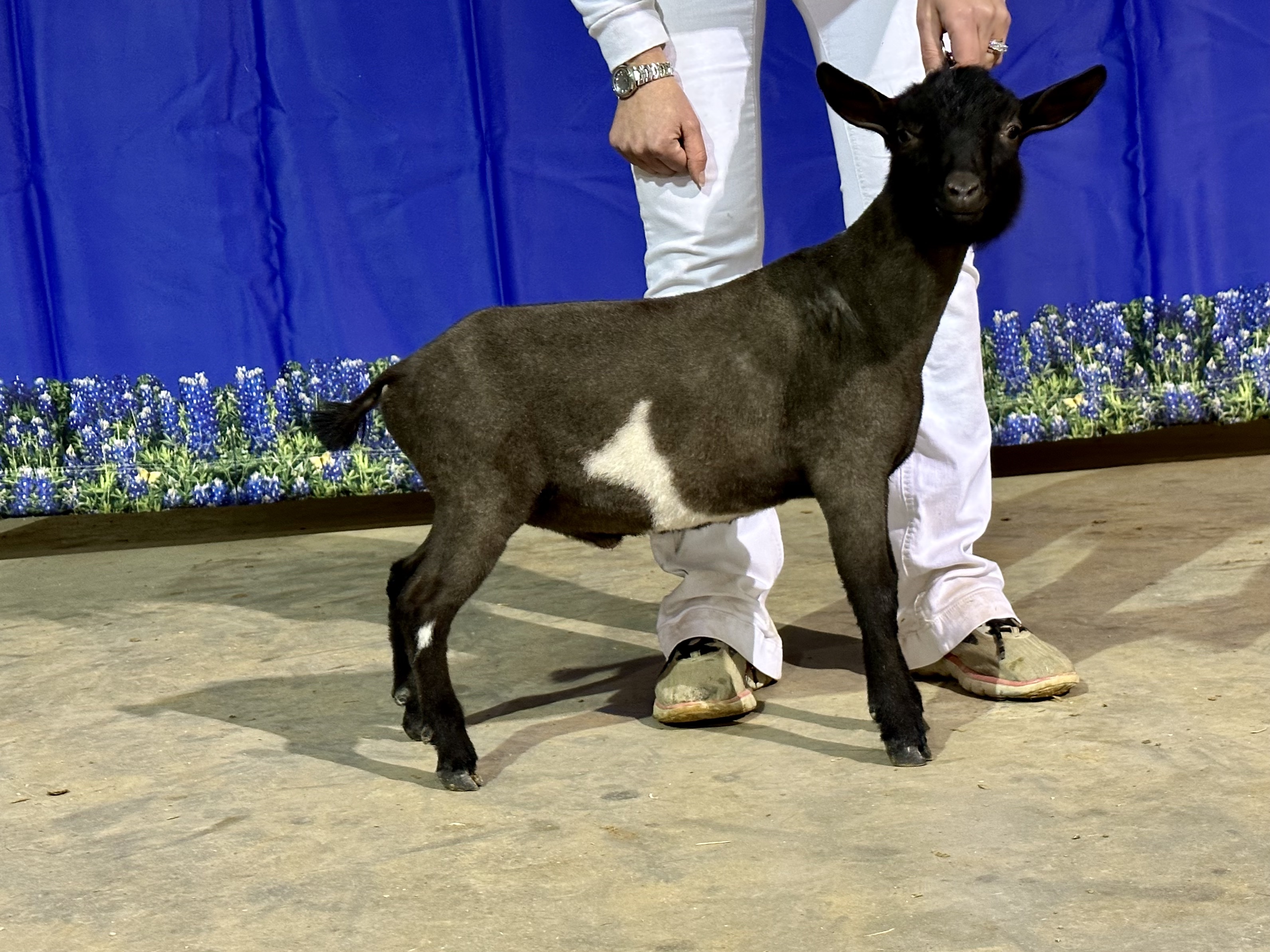 Southern Grace Hot Toddy *B – Howling Goat Farms