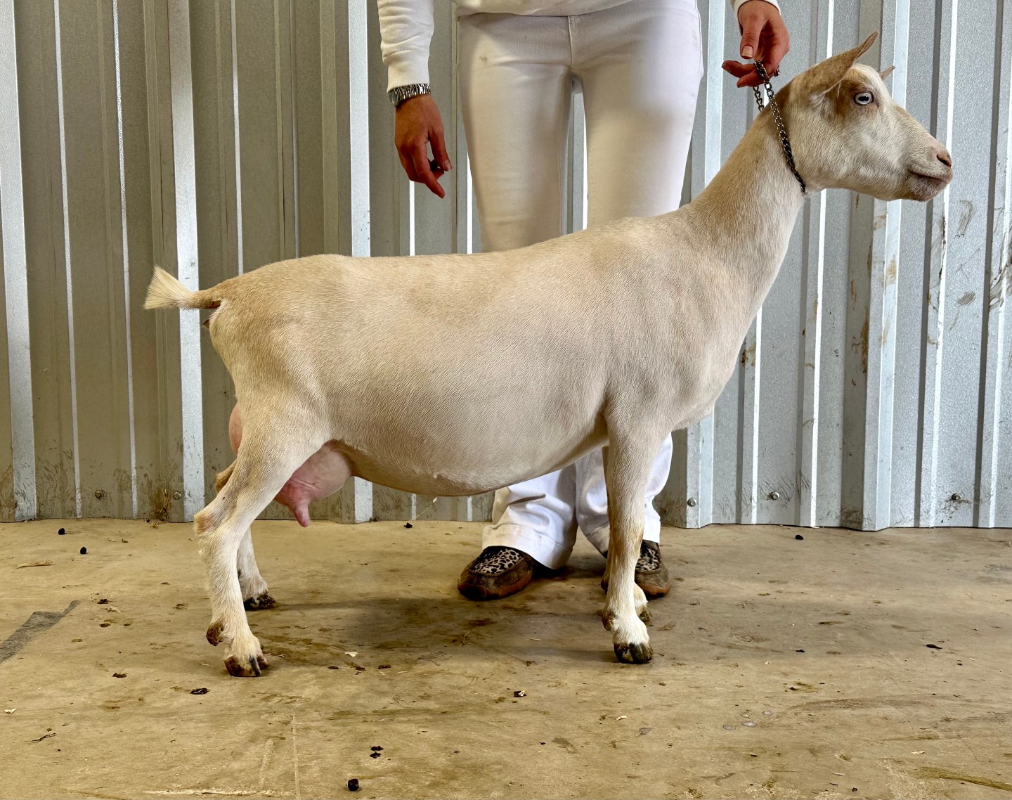 Senior Does – Howling Goat Farms
