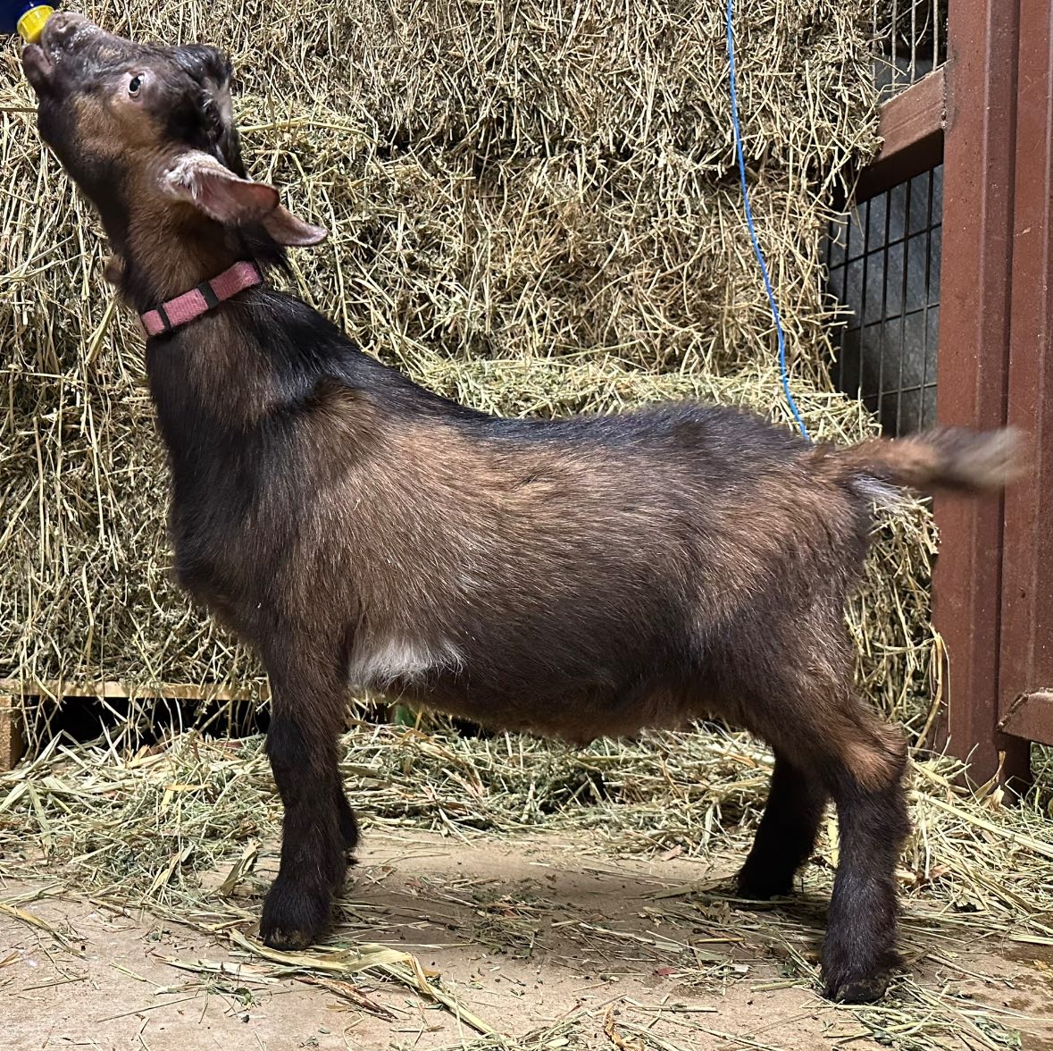 Cade’s Lil Farm SW Mega – Loadin – Howling Goat Farms